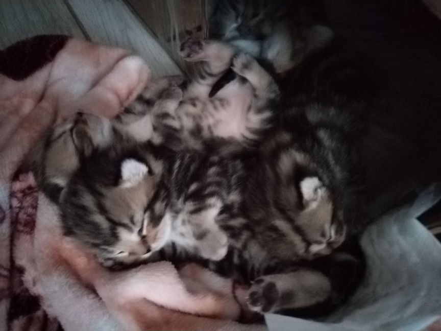 Шотландские котята