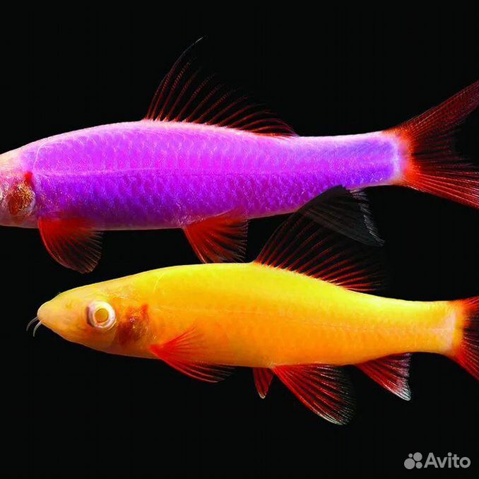 Лабео глофиш и гиринохейлусы