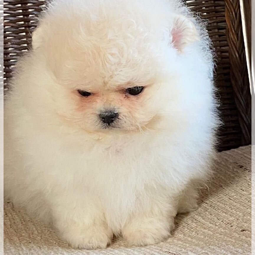 Померанский шпиц, щенок