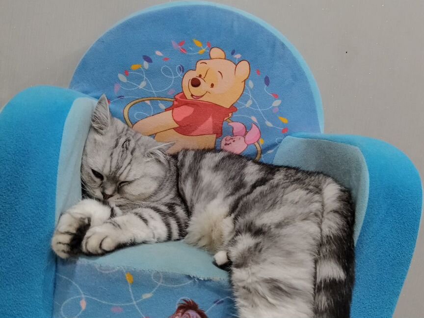 Продам шотландскую кошечку