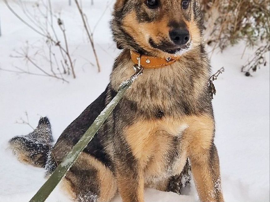 Щенок