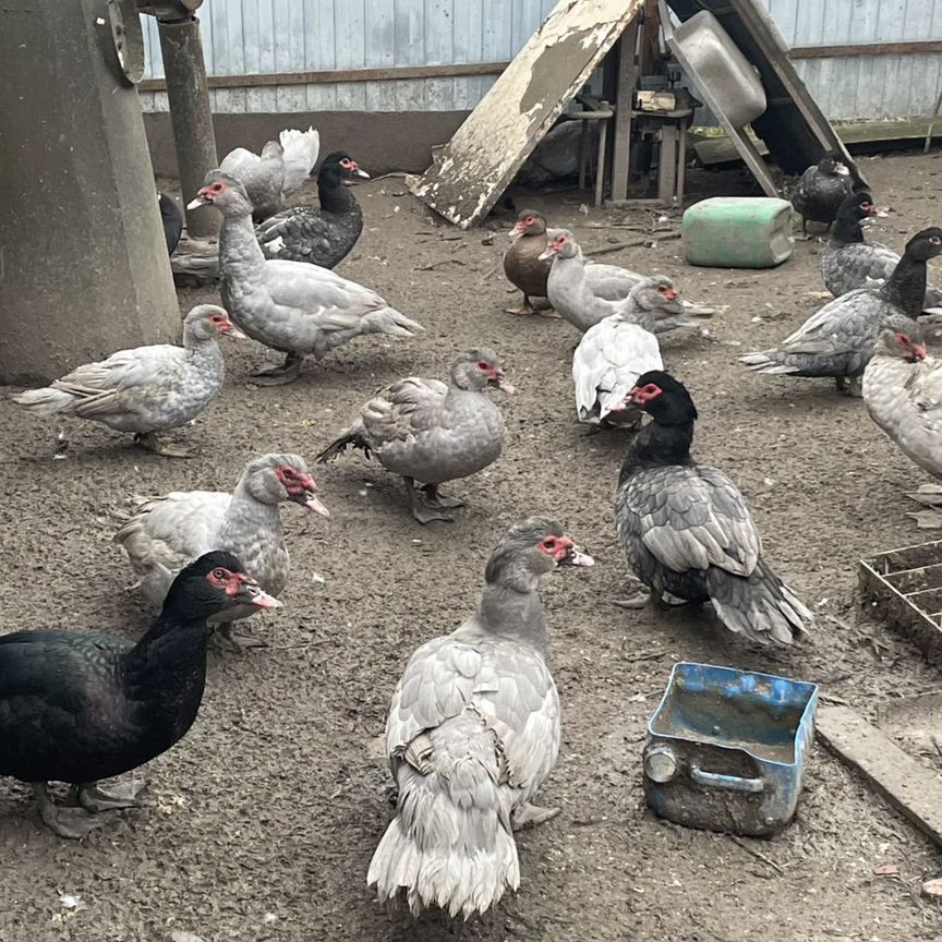 Мускусные утки