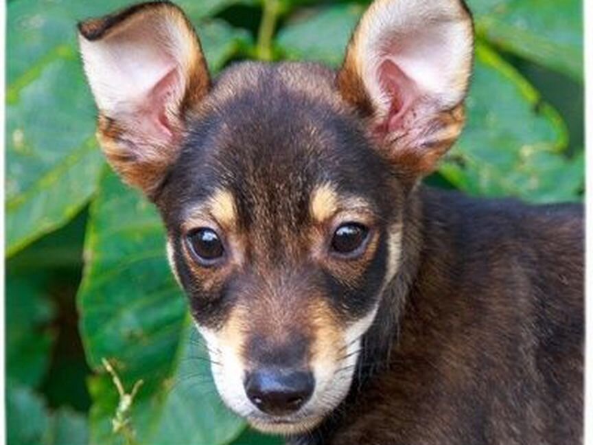 Малыш (3 месяца) нуждается в Доме