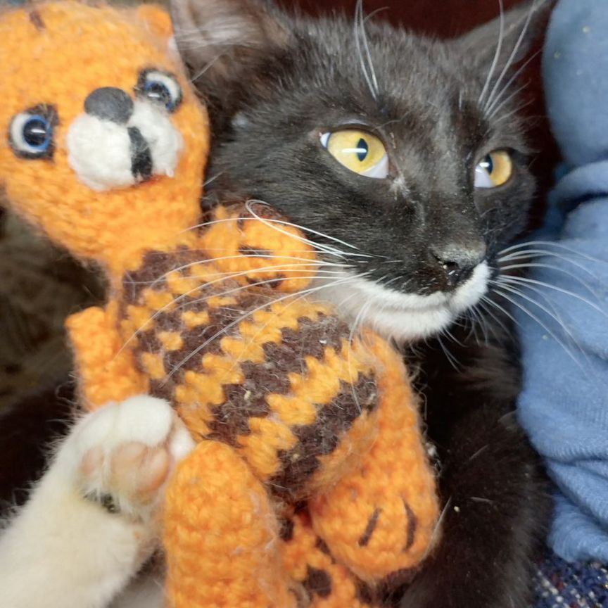 Котенок девочка