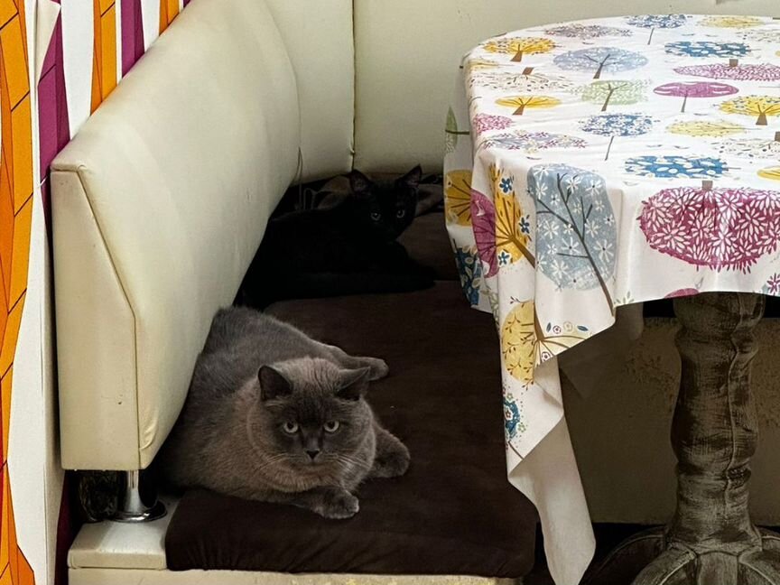 Кошка бесплатно