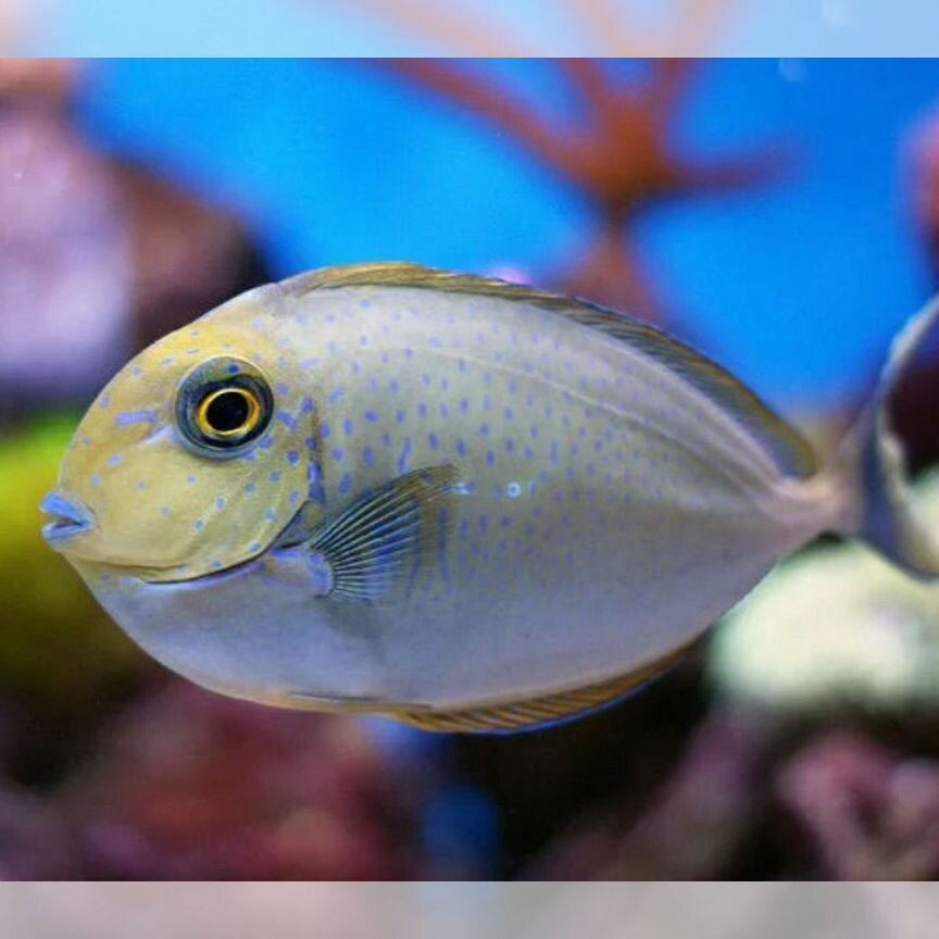 Морская рыба для аквариума