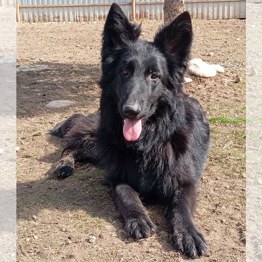 Немецкая овчарка, щенок