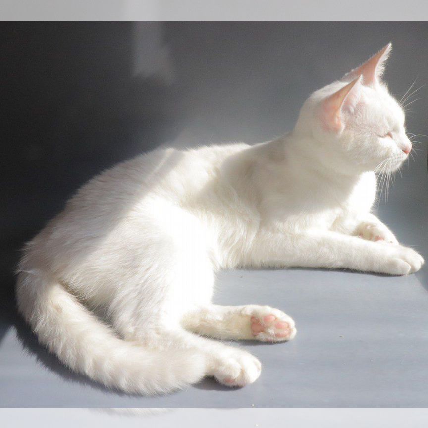 Белая мини кошечка