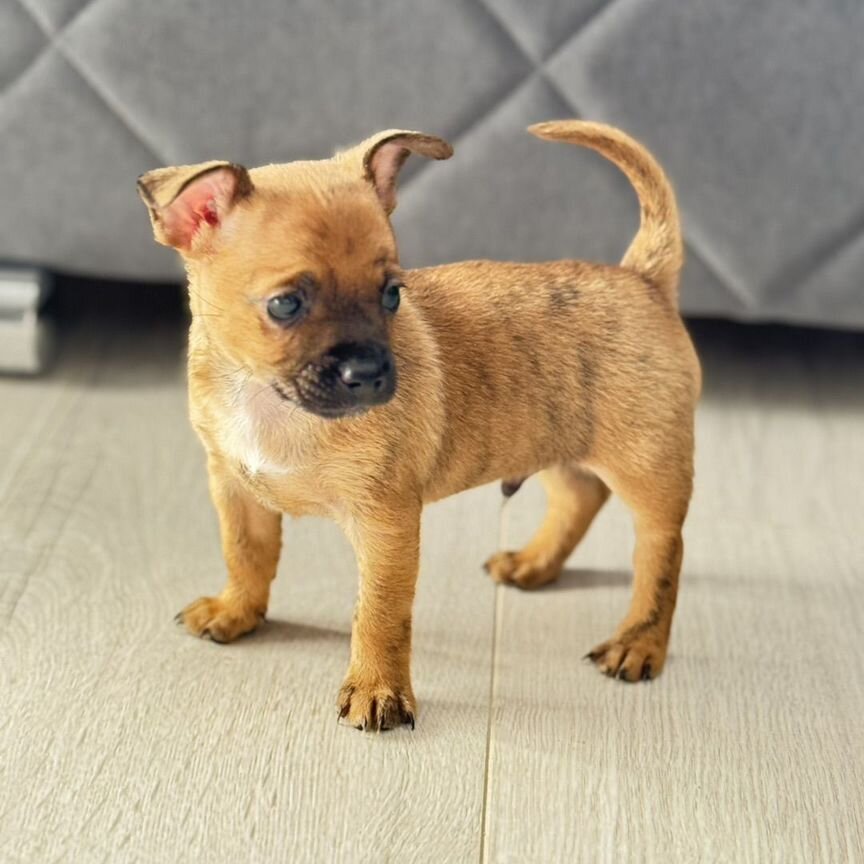 Той-терьер щенки