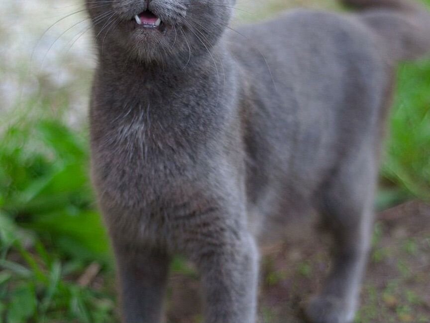 Русская голубая