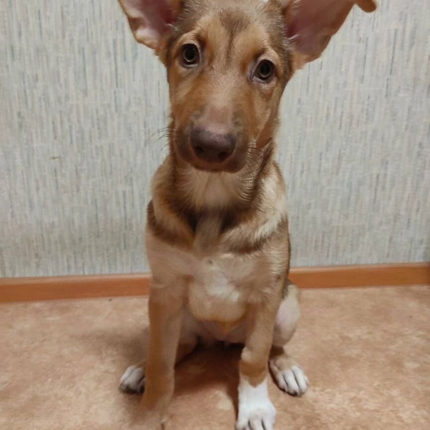 Леди ищет дом