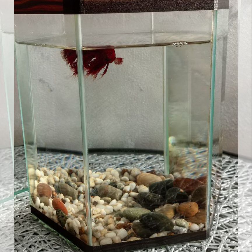 Аквариум с рыбкой 5 литров