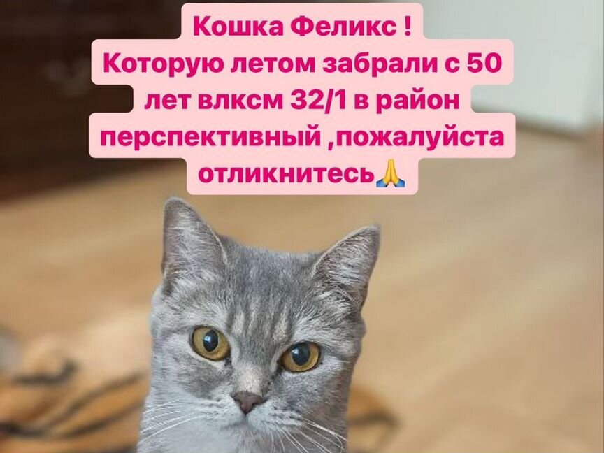 Потерялась кошка Феликс