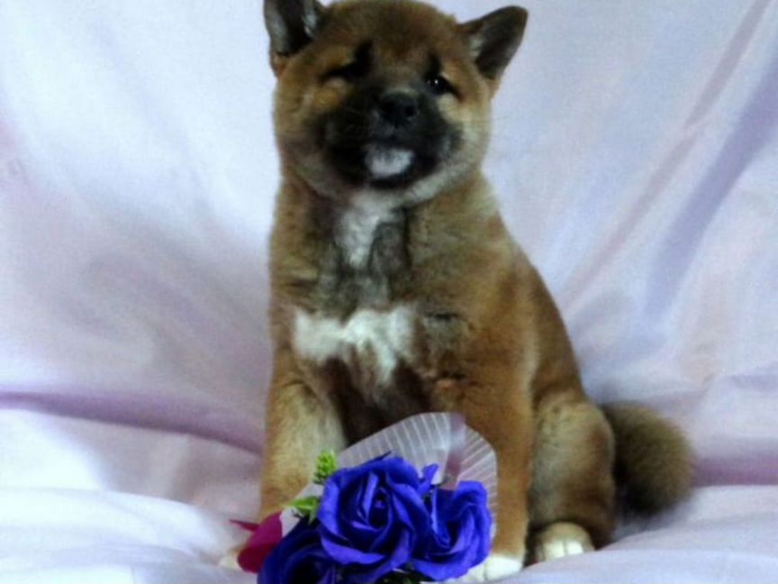 Щенки сиба ину к нг