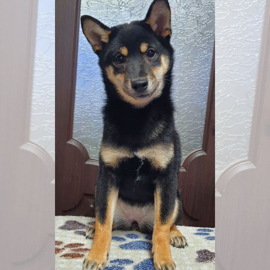 Шикарная сибушка