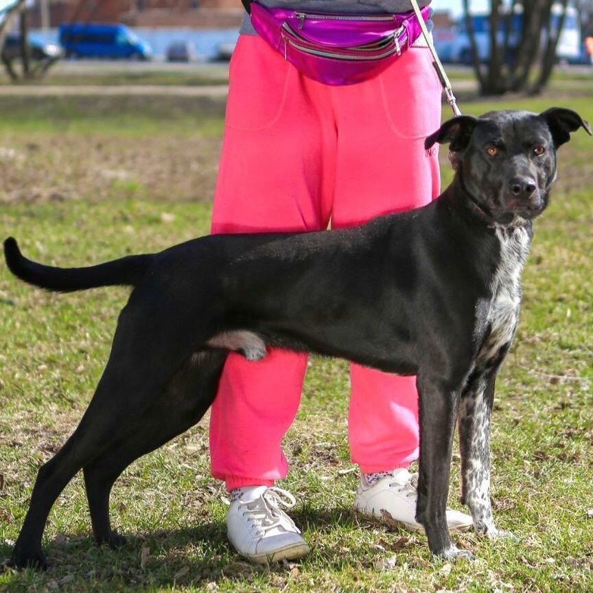 Красивый пес Витас в добрые руки