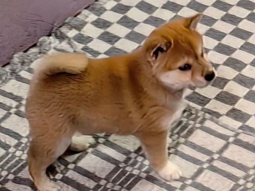 Сиба ину. Мальчик в добрые руки