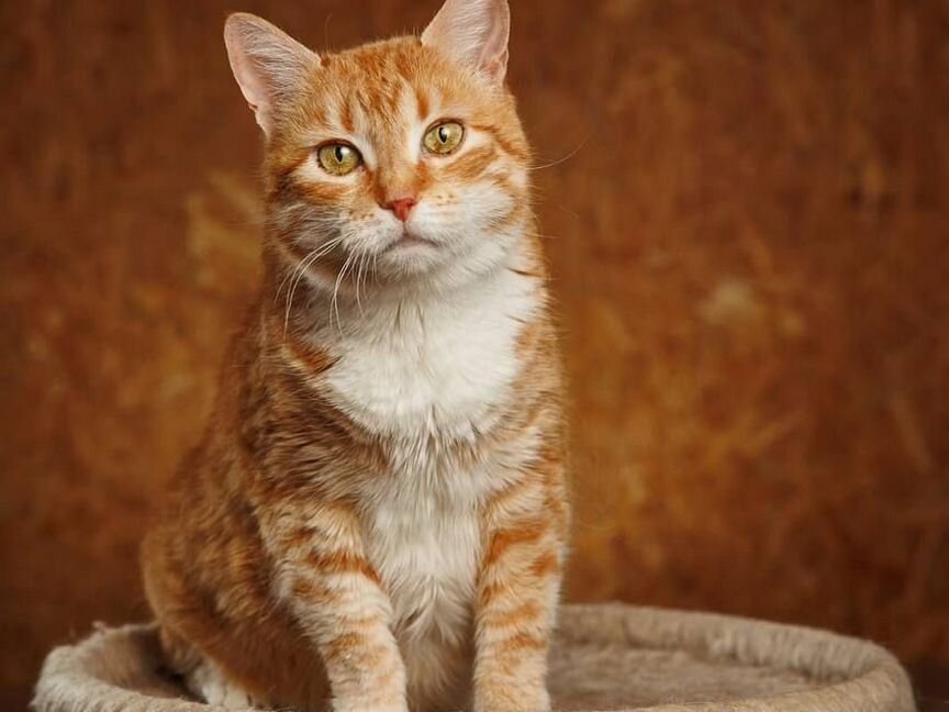 Кошечка Филя в добрые руки