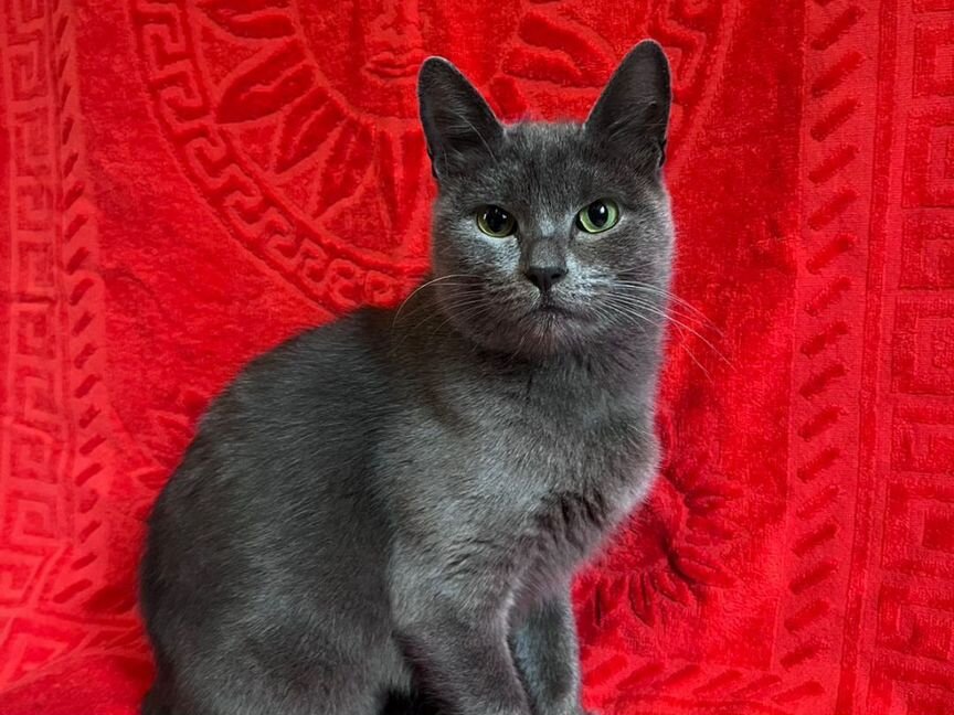 Кошечка 1 год метис русской голубой