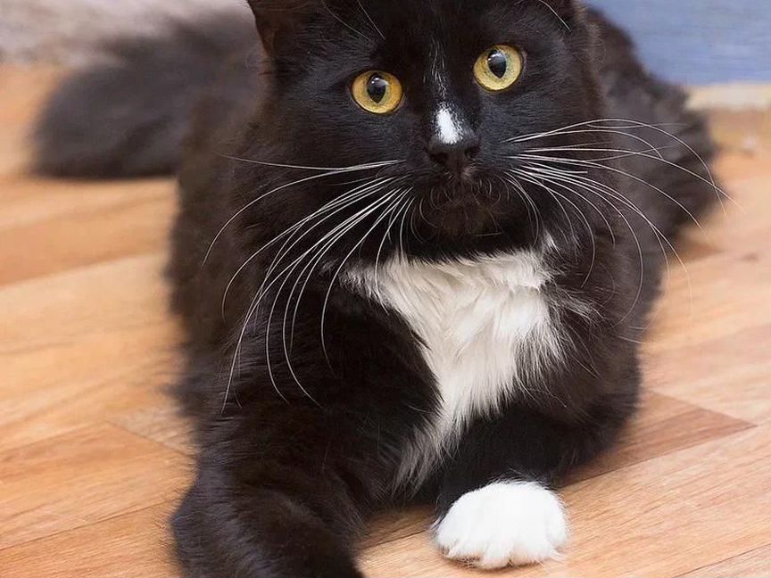 Кошка Мурзилка так и выросла на передержке