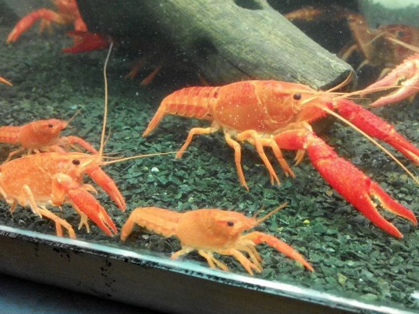 Калифорнийские раки