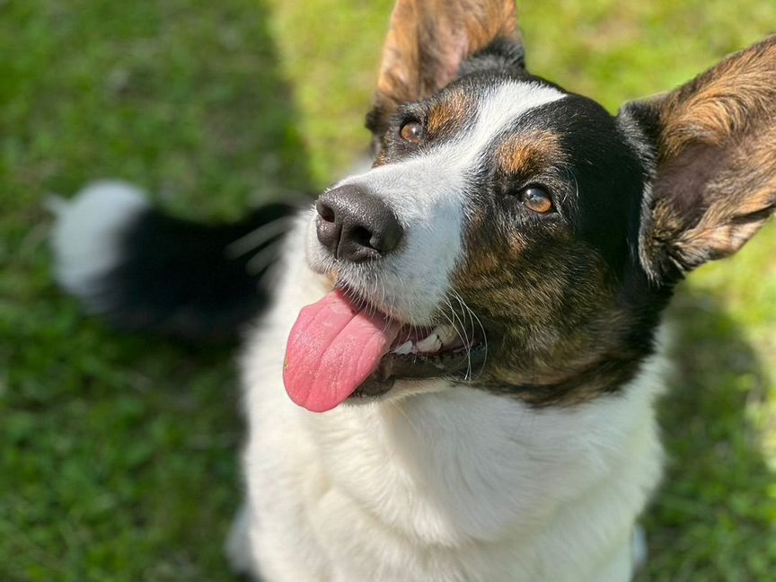 Вельш-корги кардиган