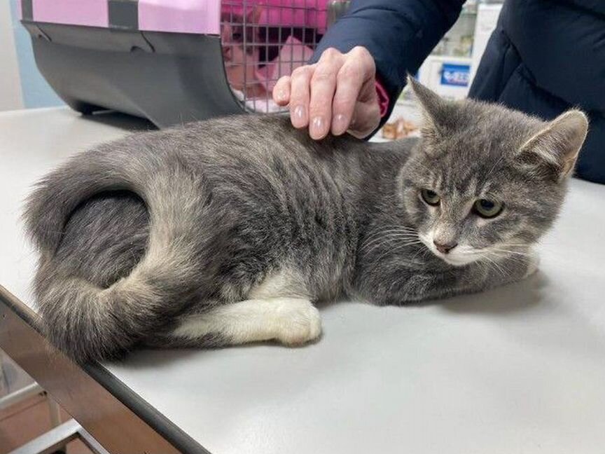 Им некуда идти. Котик и кошечка