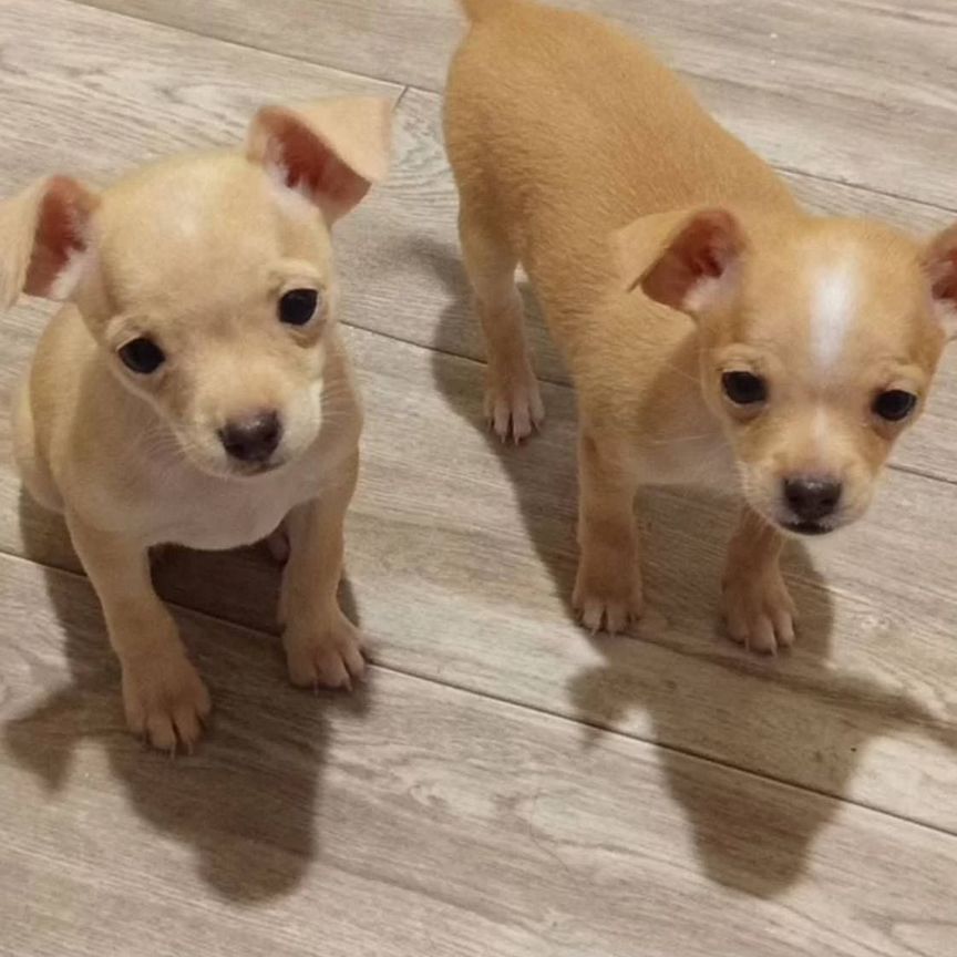 Русский той-терьер, щенок