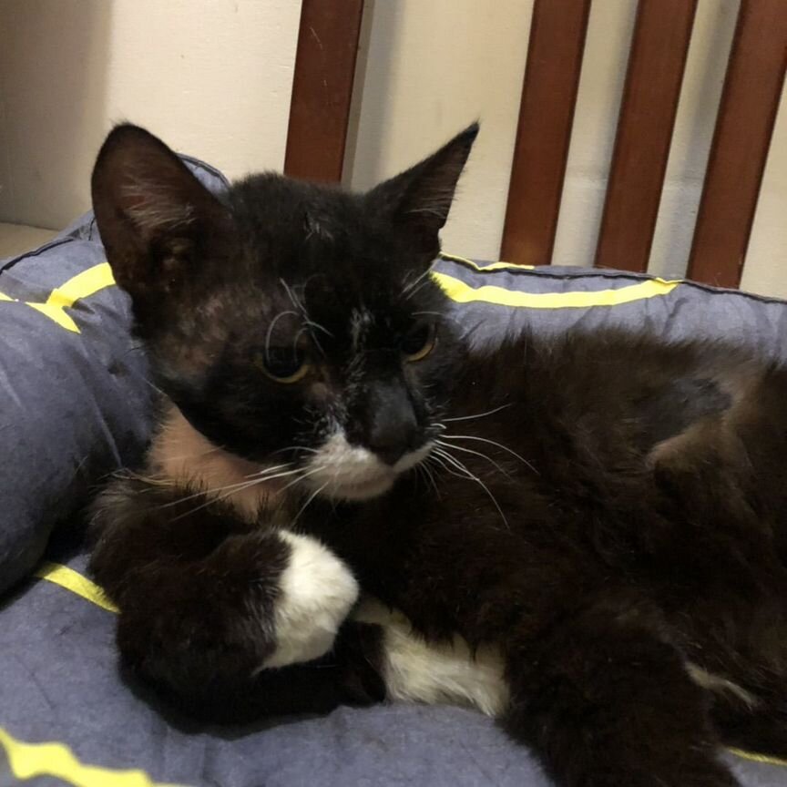 Котик в добрые руки