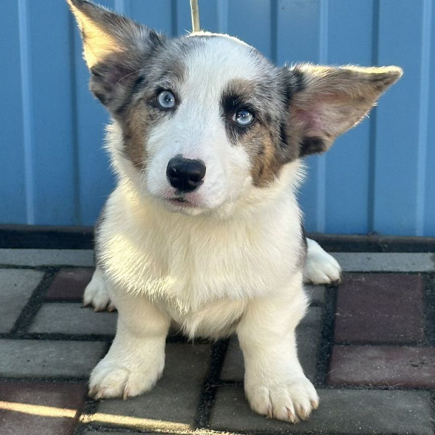 Вельш-корги кардиган