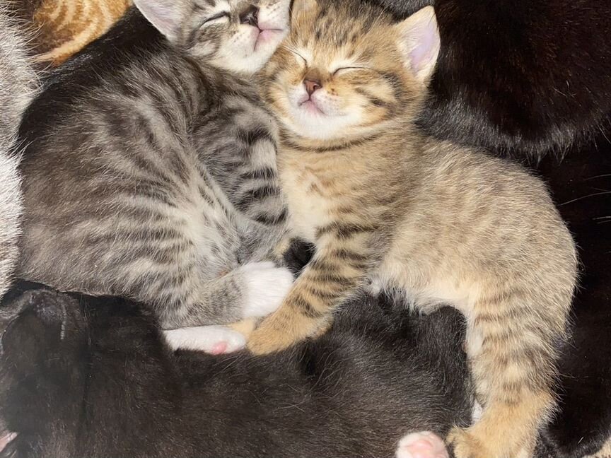 Котята шотландцы