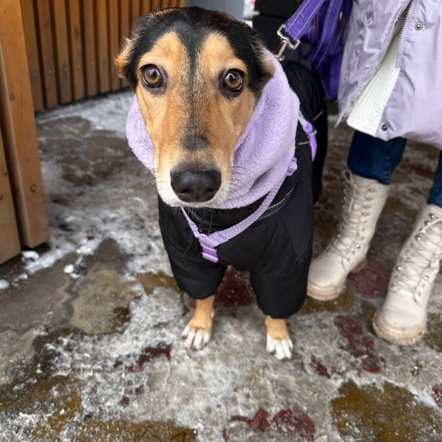 Олененок Лея