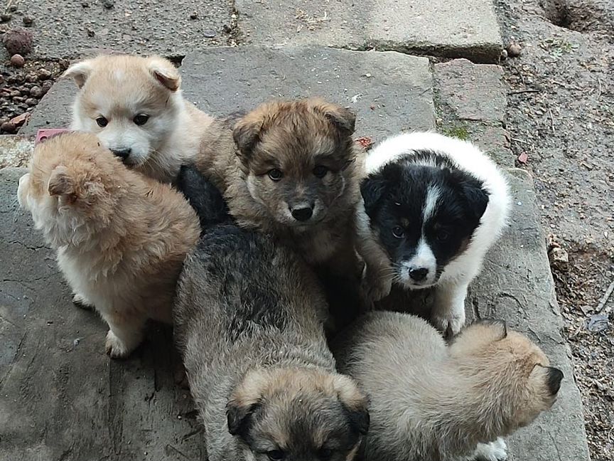 Щенки помесь