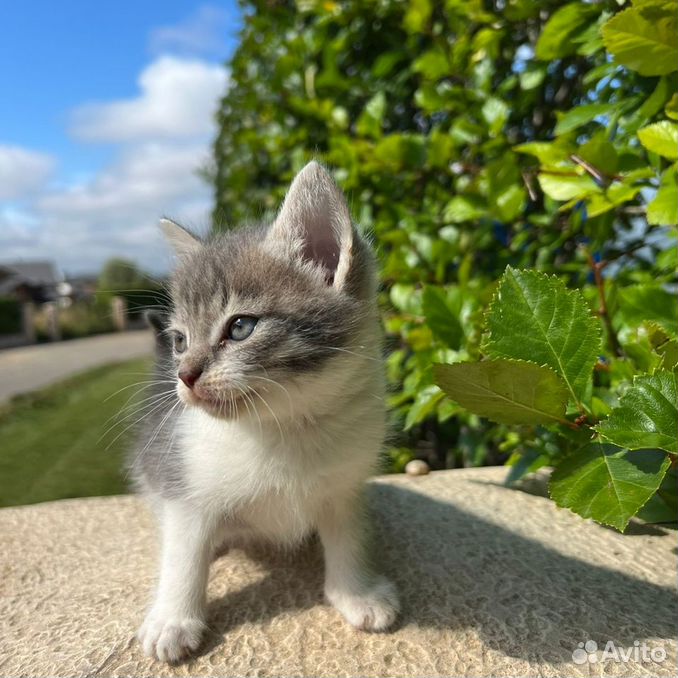 Котенок Мими ищет дом