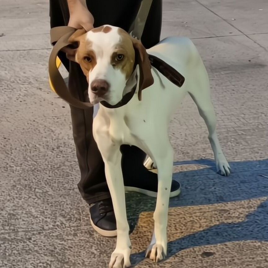 Английский пойнтер, щенок