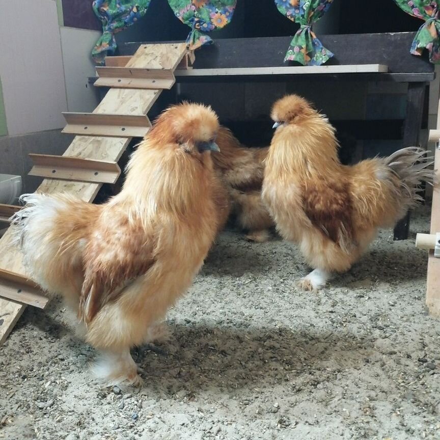 Петух китайский шелковый