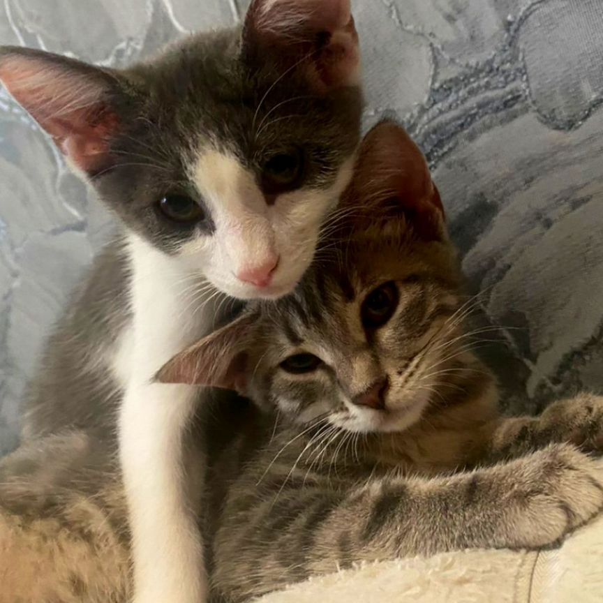 Котята 3 месяца ищут дом