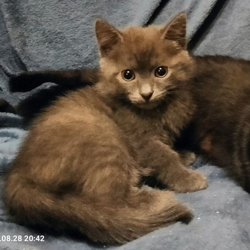 Отдам котенка в добрые руки