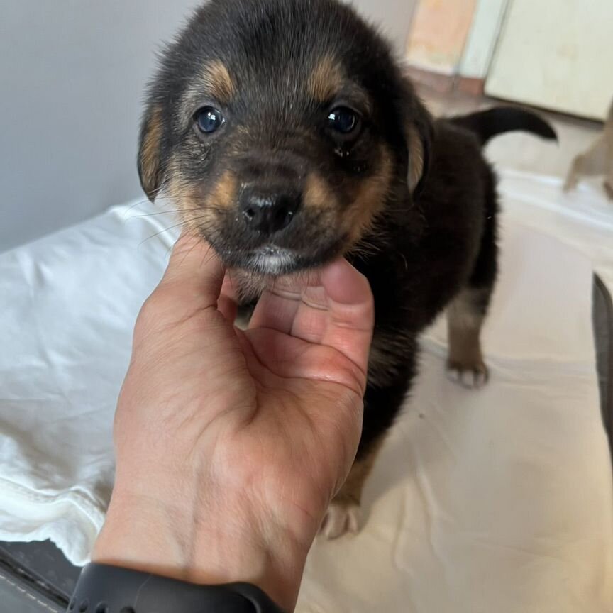 Щенок в добрые руки