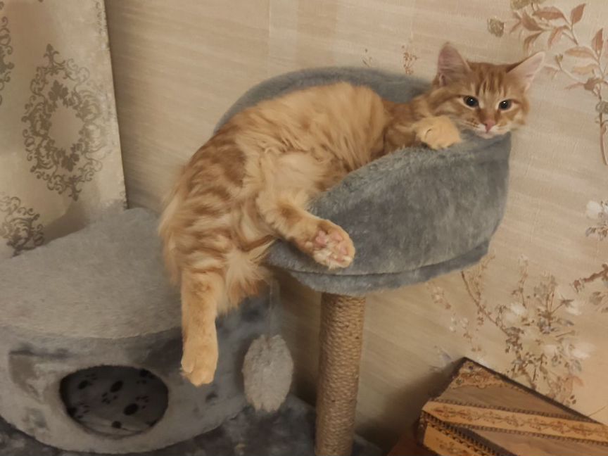 Отдаём кота в добрые руки