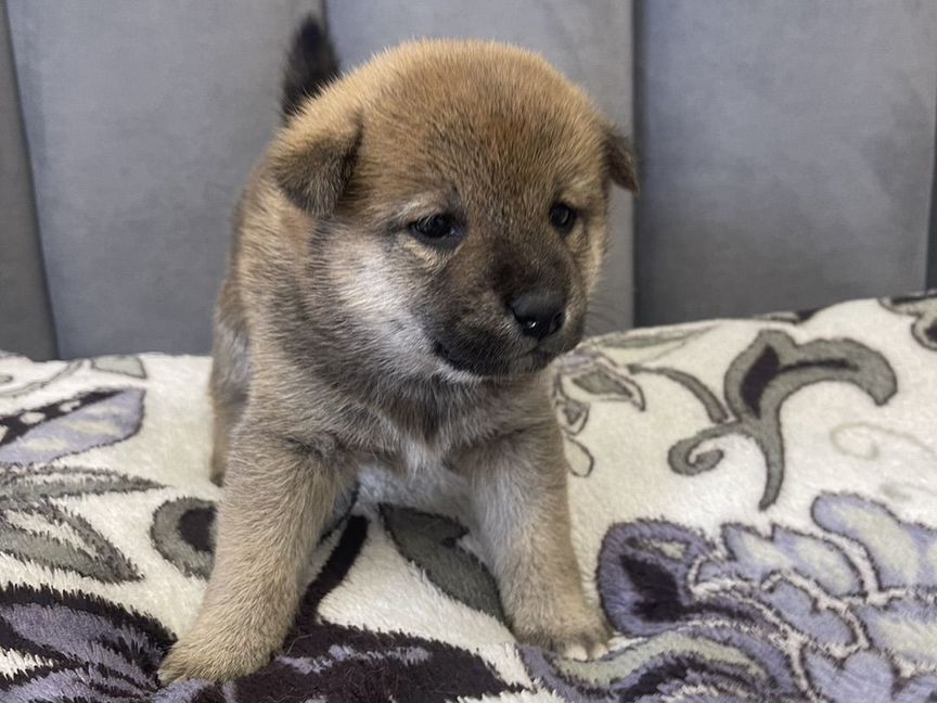 Сиба ину щенок (девочка)