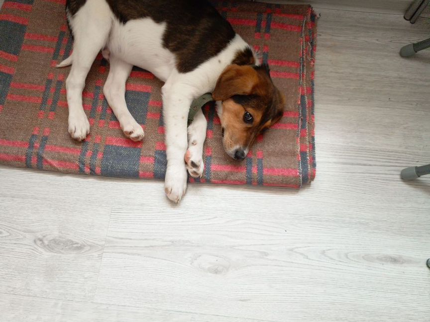 Щенок в добрые руки бесплатно