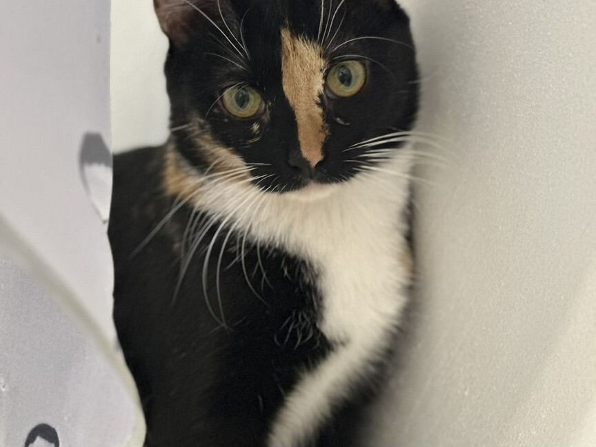 Зефирка 6 месяцев ищет заботливого хозяина