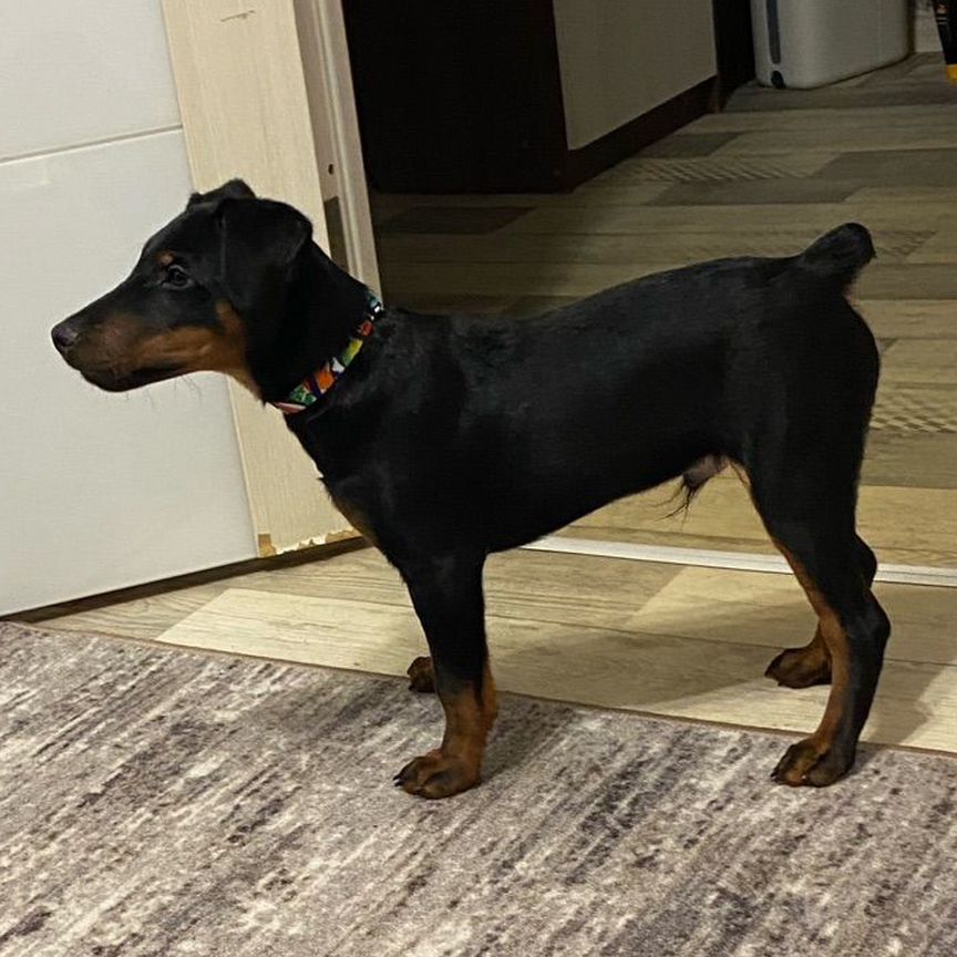 Доберман, щенок