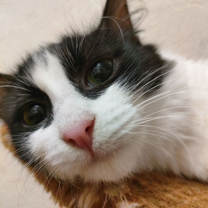 Сибирский котёнок