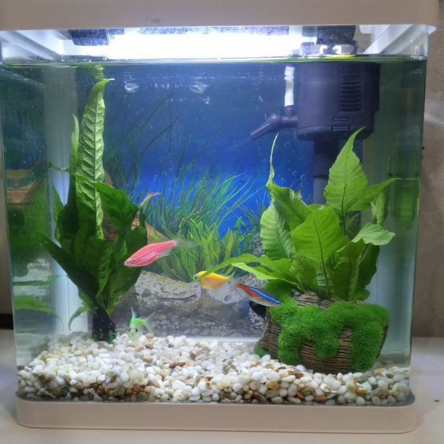 Аквариум с рыбками