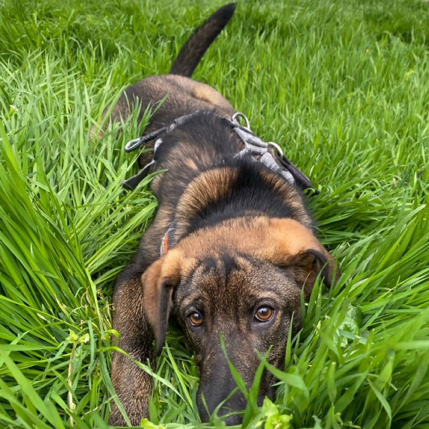 Щенок в добрые руки