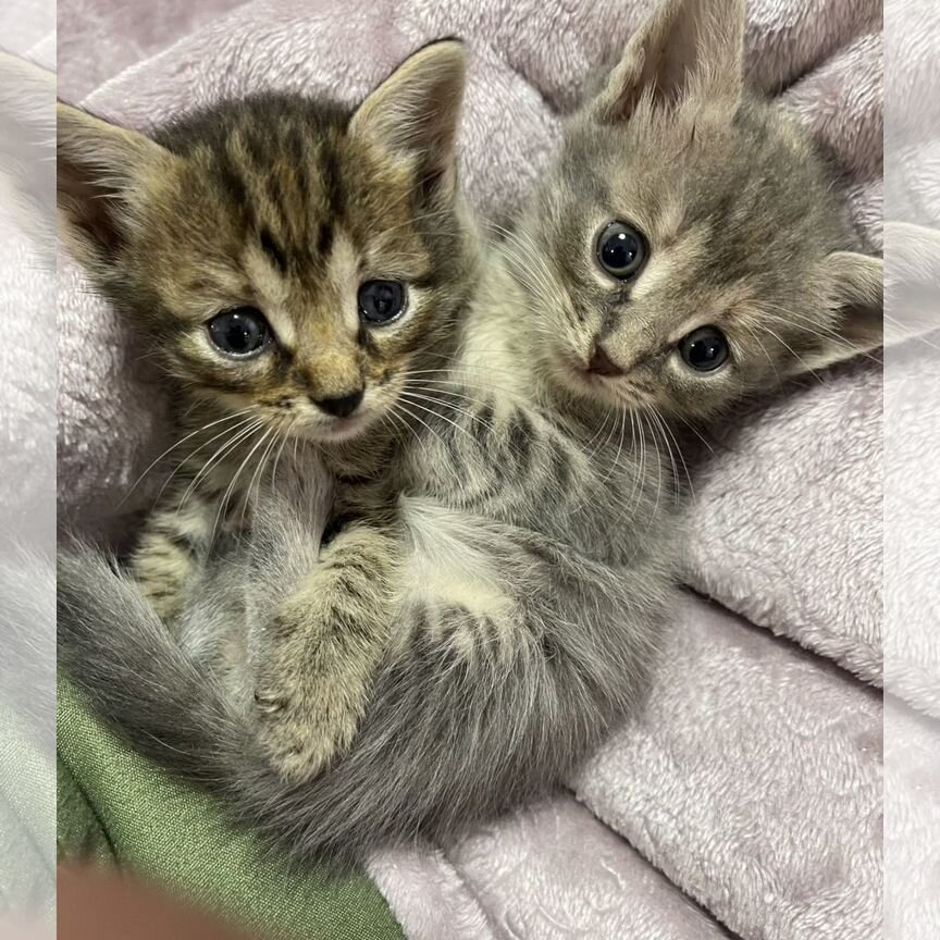 Котята от домашней кошки