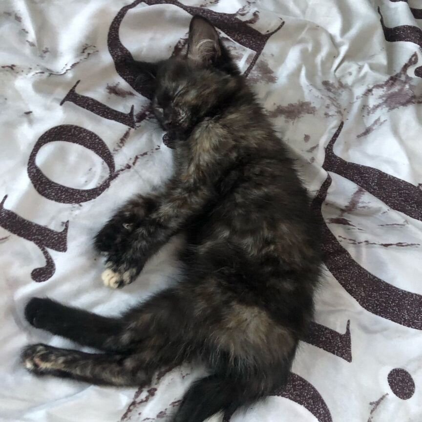 Котенок 4 месяца девочка