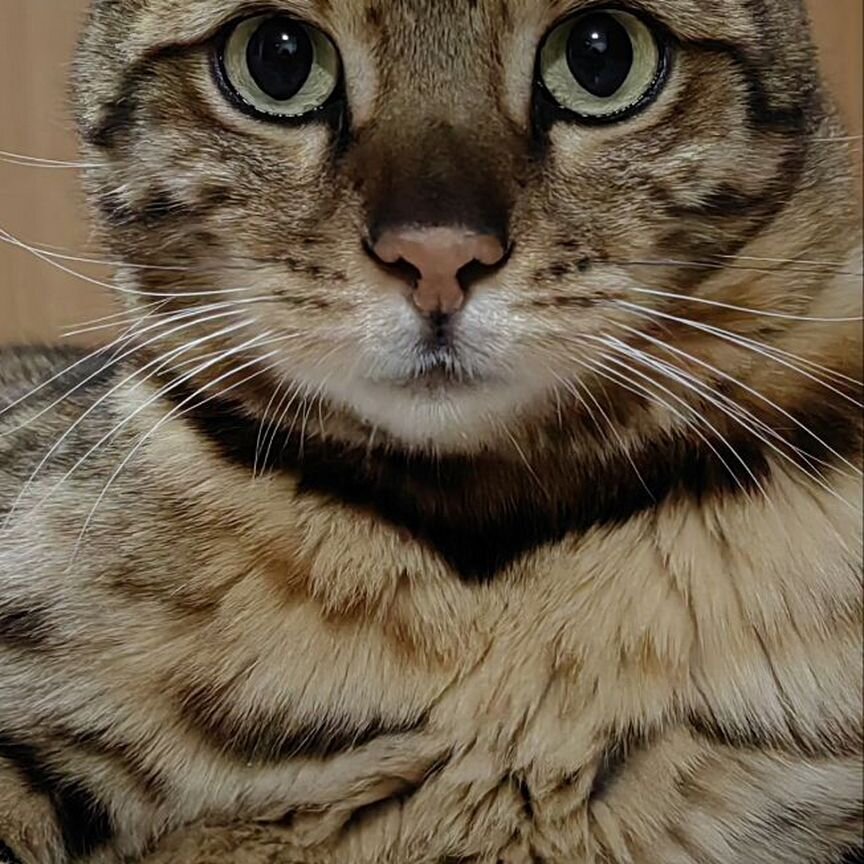 Домашние животные бесплатно